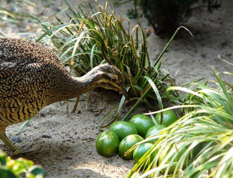 Oster-Rallye | Weltvogel